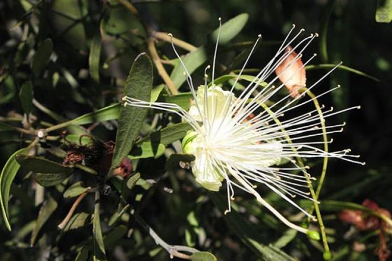 Culgoa National Park | The Darling River Run